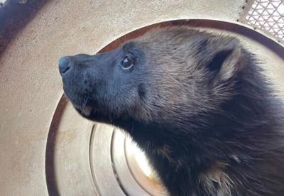 US moves to protect wolverines as climate change melts their mountain ...