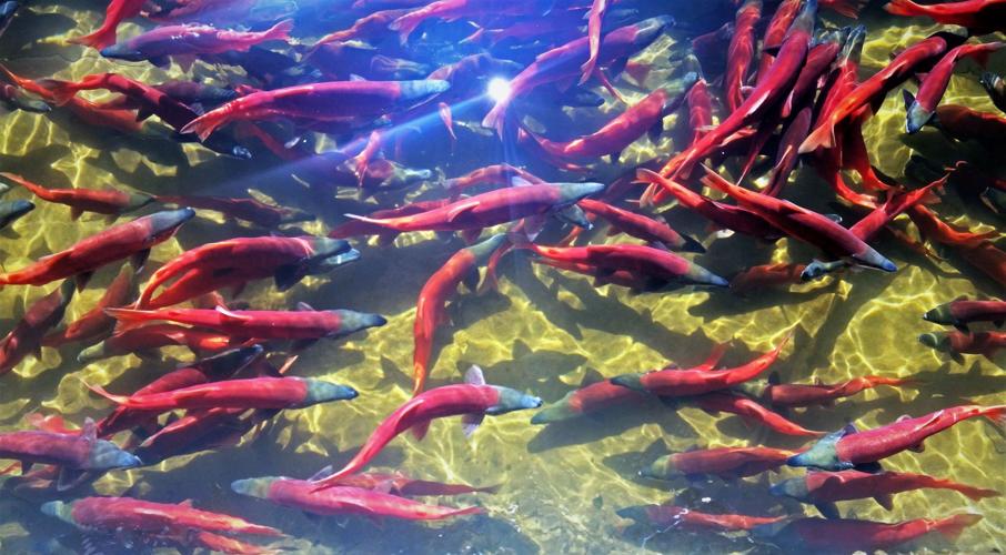 It’s kokanee salmon run time at Porcupine Reservoir | Local News ...