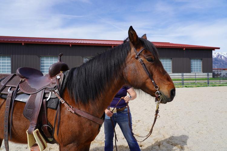 Saddle up for summer: USU offers tips for getting horses in shape ...
