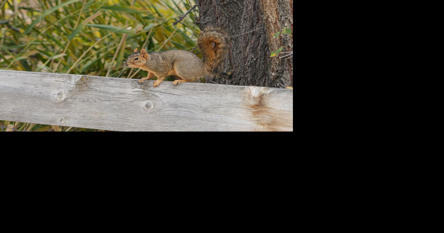 Vanquishing varmints in the orchard and garden | News ...