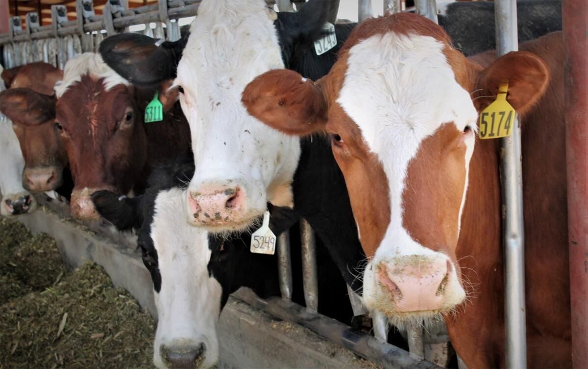 Avian Influenza detected at dairy in Cache County, prompting mandatory ...