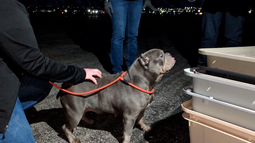 Seven LA shelter dogs arrive by airplane in Cache Valley in search of ...