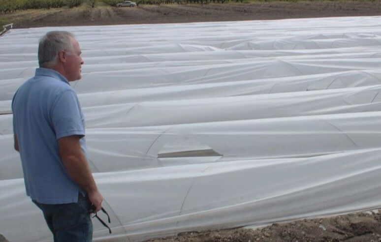 Late frost fries Fruit Way crops | News | cachevalleydaily.com