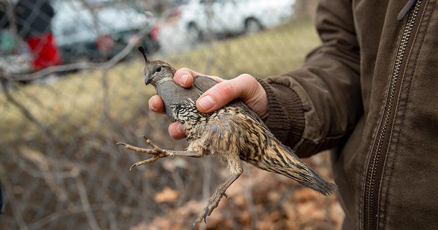 What hunters should know about the 2025 Utah Upland game and migratory ...