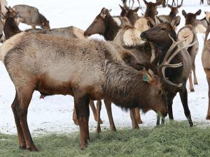 Hardware Ranch sleighrides begin Dec. 1 | Local News | cachevalleydaily.com