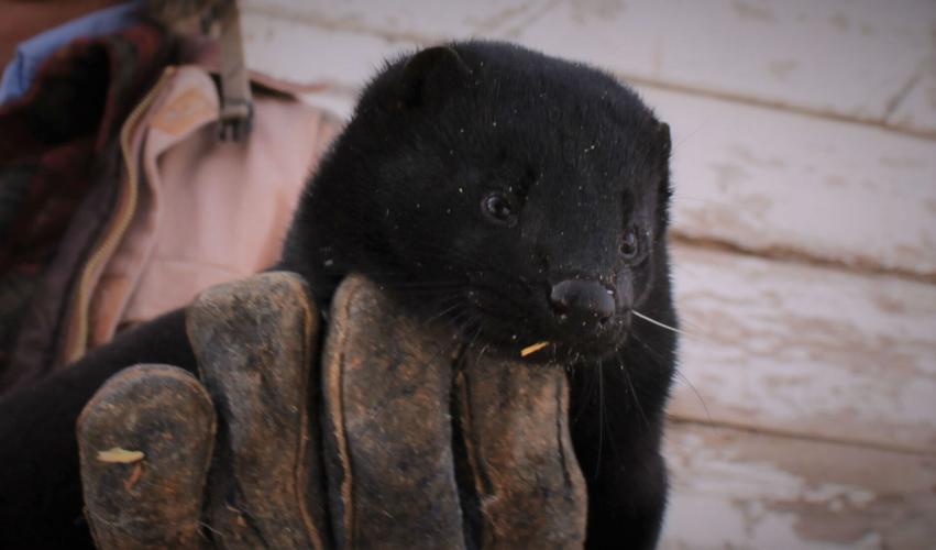 Mink farming has a rich history in Franklin | Local News ...