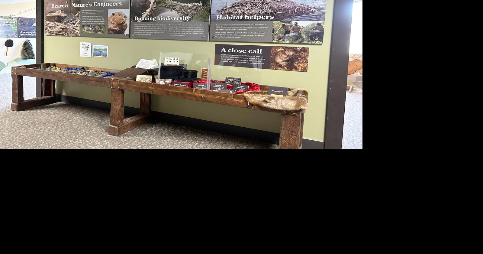 Beaver display set for March at Hardware Wildlife Education Center ...