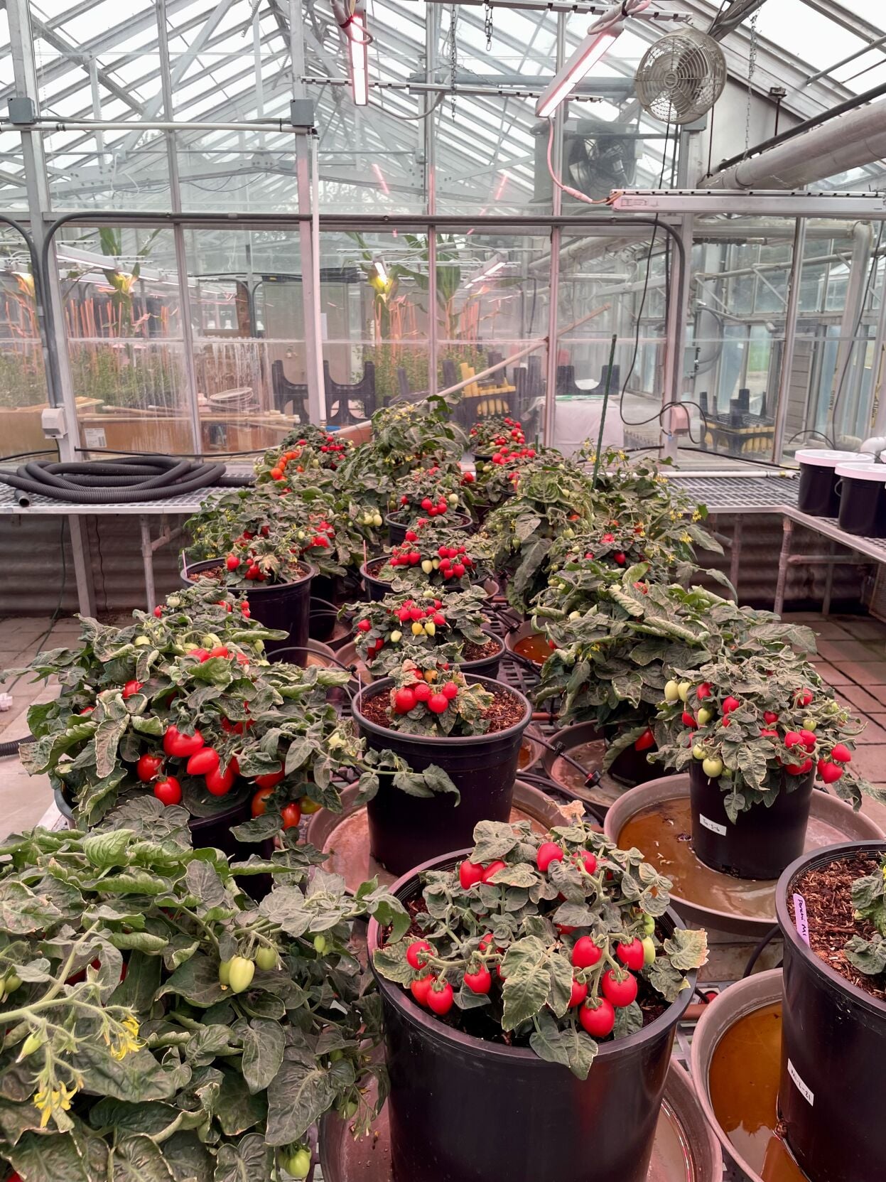 USU researchers explore mini vegetable plants for urban agriculture ...