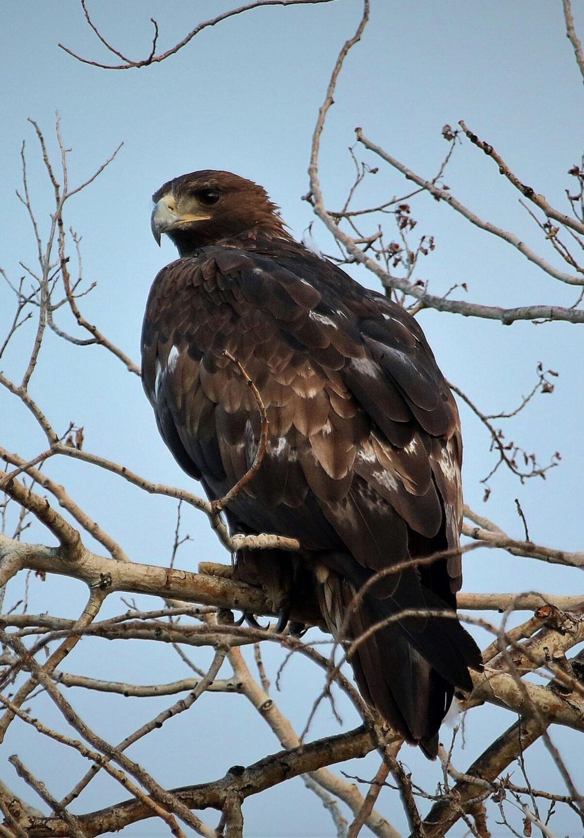 golden eagle perched