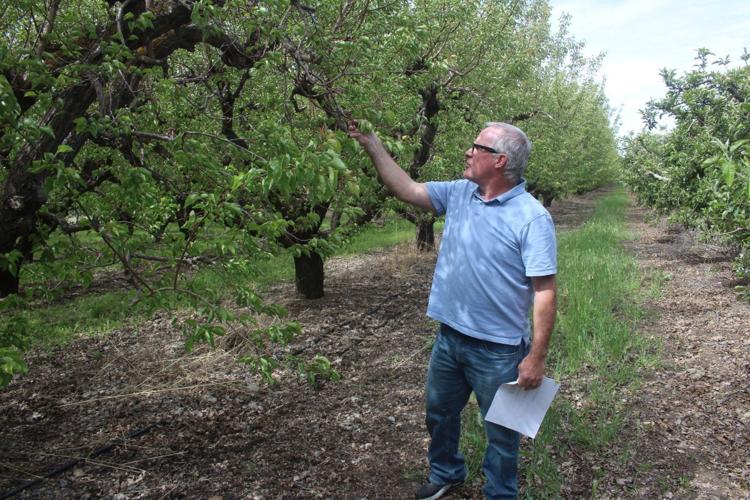 Late frost fries Fruit Way crops | News | cachevalleydaily.com