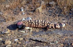 Weight loss and diabetes drug comes from Utah Gila Monster spit | News ...