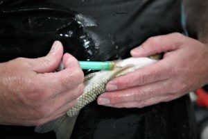 Logan Fishery a big part of the June sucker success in Utah Lake ...