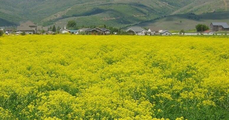 Logan Canyon noxious weed drive to be held this Saturday | News ...