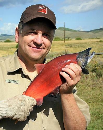 It’s kokanee salmon run time at Porcupine Reservoir | Local News ...