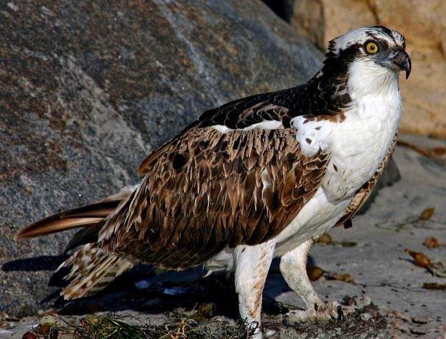 BLM, RINS seek volunteers to monitor raptor nests | Local News | cachevalleydaily.com