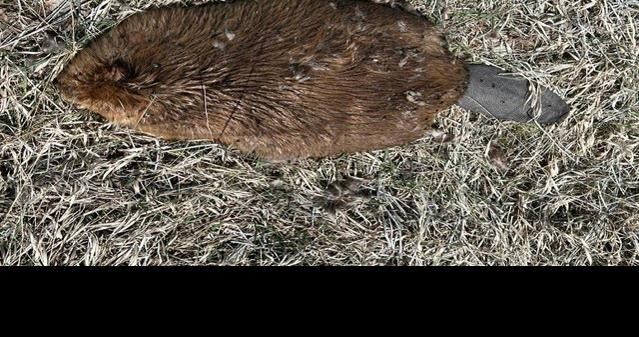 DWR confirms beavers killed by disease; urges public to report any dead ...