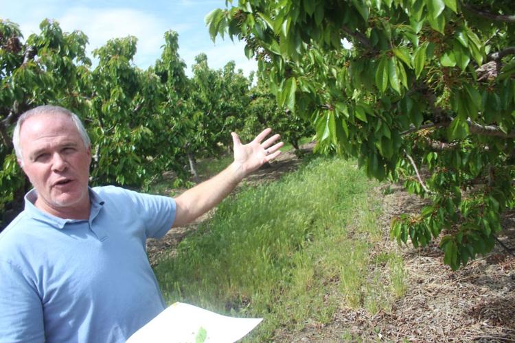 Late frost fries Fruit Way crops | News | cachevalleydaily.com