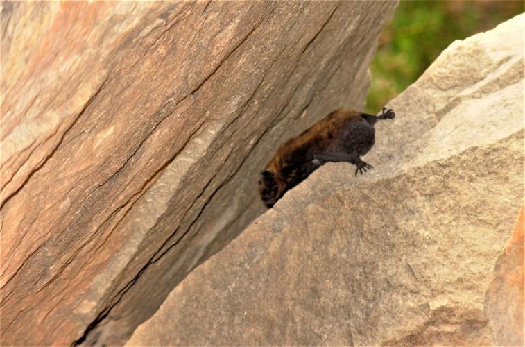 Northern Utah bats have been seen coming out at dark | Local News ...