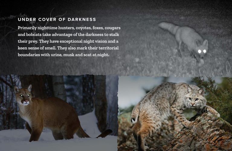 Exhibit of nocturnal animals displayed at the Hardware Wildlife ...