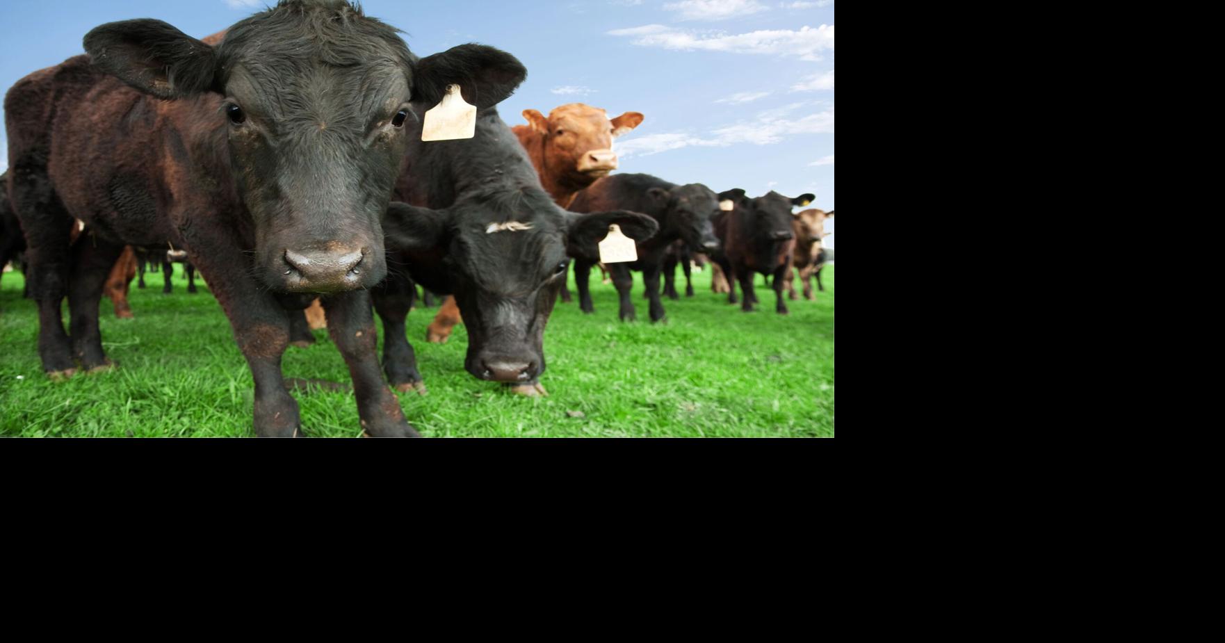 USU Extension hosts Utah Beef Field Days | News | cachevalleydaily.com