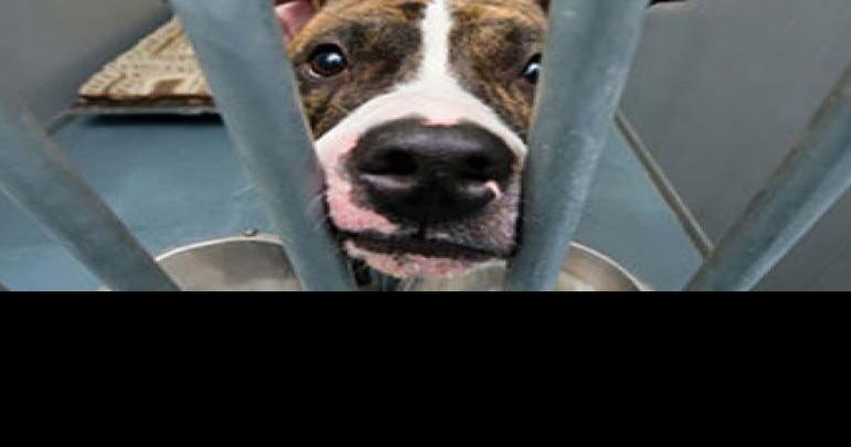 County takes first step toward new animal impound facility | Local News ...