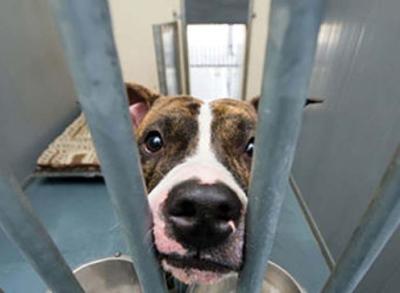 County takes first step toward new animal impound facility | Local News ...