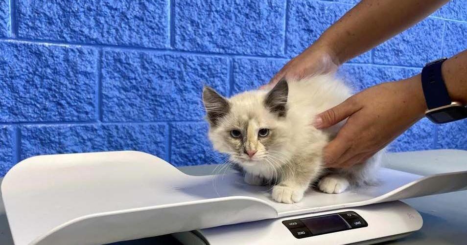 Animal lovers join forces for Free Feline Fix event | Local News ...