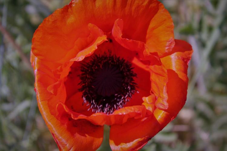 Mantua poppies are in bloom until the end of June | Local News ...