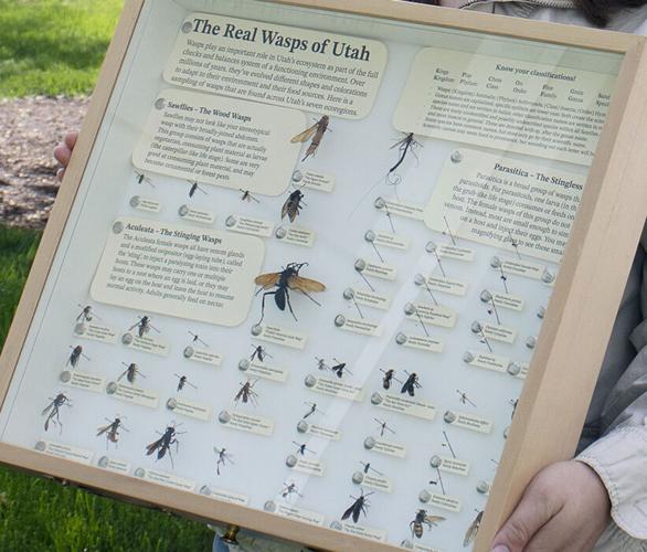 USU Doctoral student presents “Wasps of Utah” exhibit | Local News ...