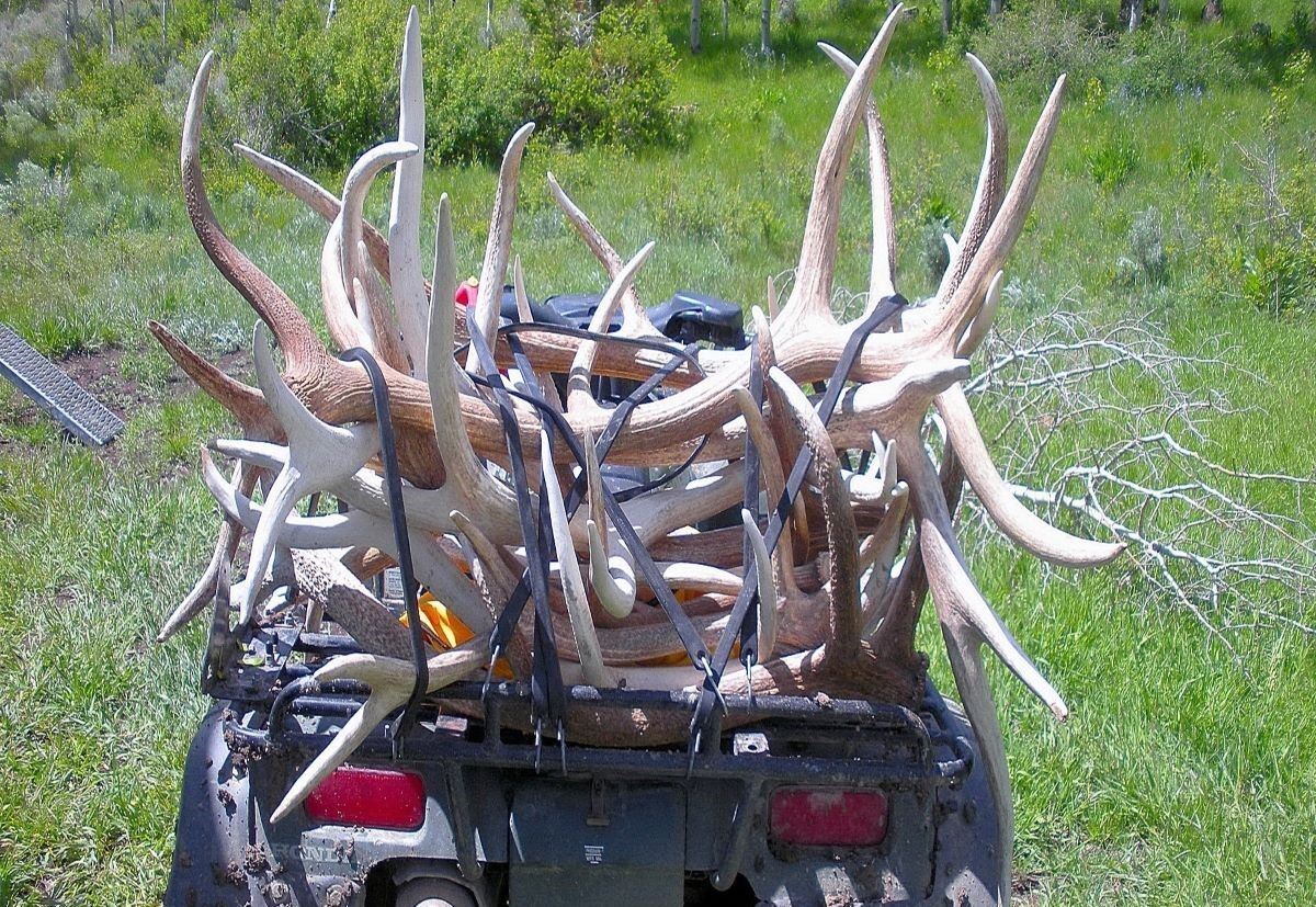 Antler/shed hunters required to take a course before collecting them ...