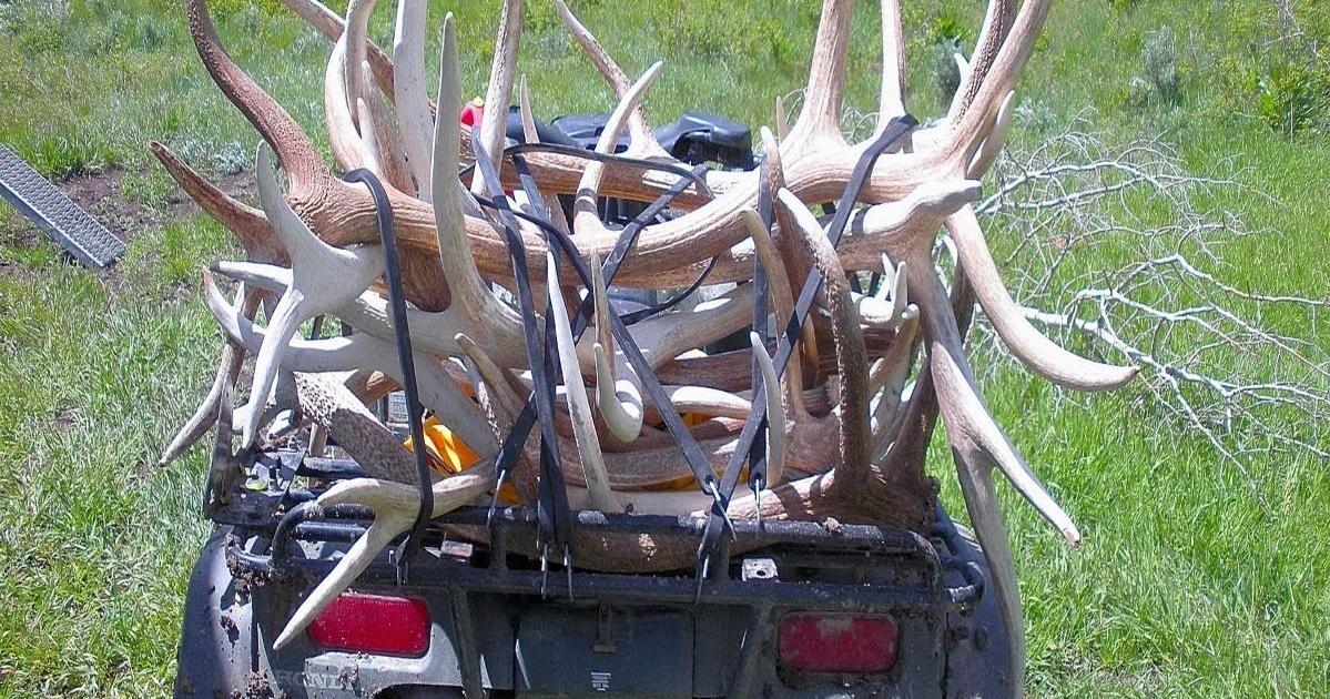 Antler/shed hunters required to take a course before collecting them ...