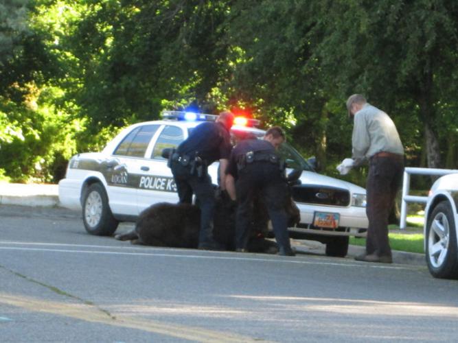 Stray moose caught in downtown Logan | Local News | cachevalleydaily.com