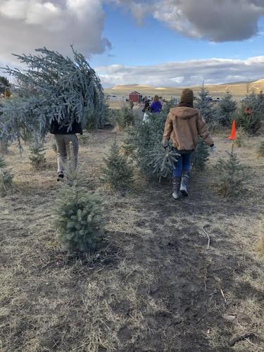 Hunting Christmas trees in Cache Valley is all about the experience ...