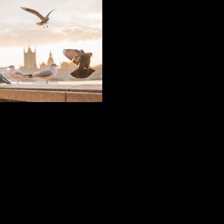 Lois Jean Williamson Reeder | Obituaries | cachevalleydaily.com