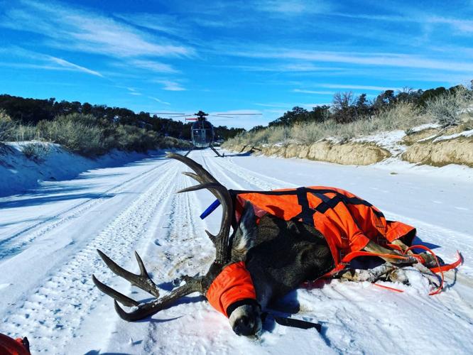 South African helicopter service catches wildlife for DWR in Northern ...