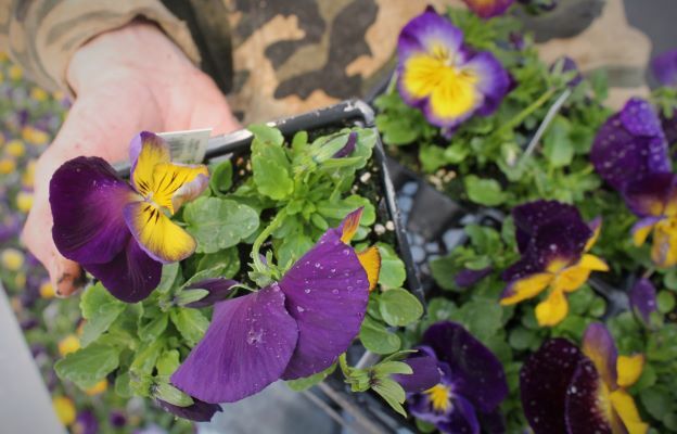 Rudy’s colorful flowers are blooming, it’s a sure sign of Spring ...