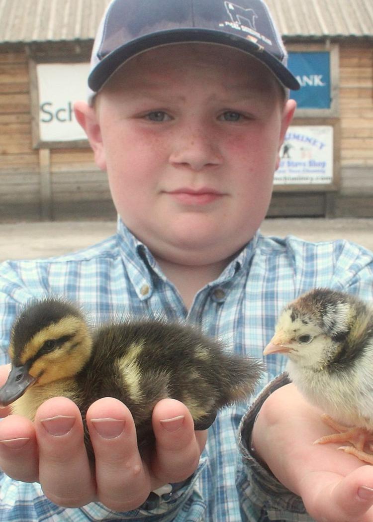 The excitement for Baby Animal Days is brewing for next week's event ...