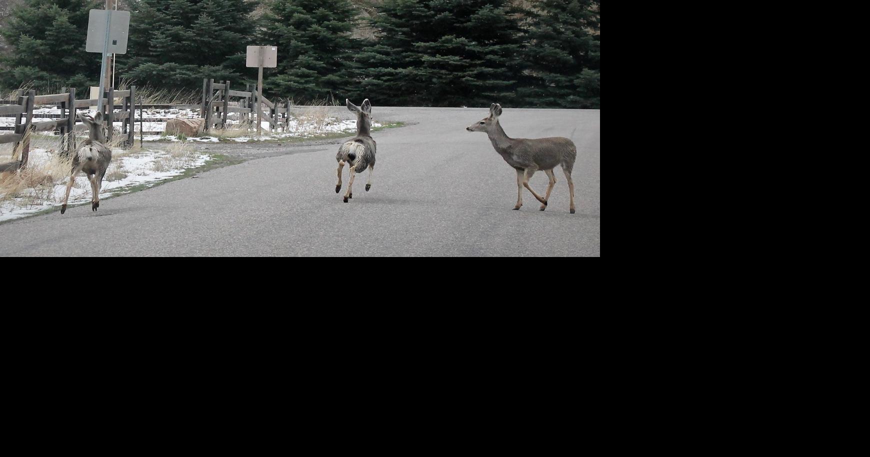 Tips to avoid deer/vehicle collisions as daylight saving time ends Nov ...