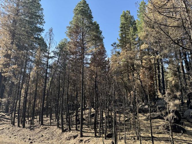 USU Extension expert shares lessons learned from 2025 Utah wildfires ...