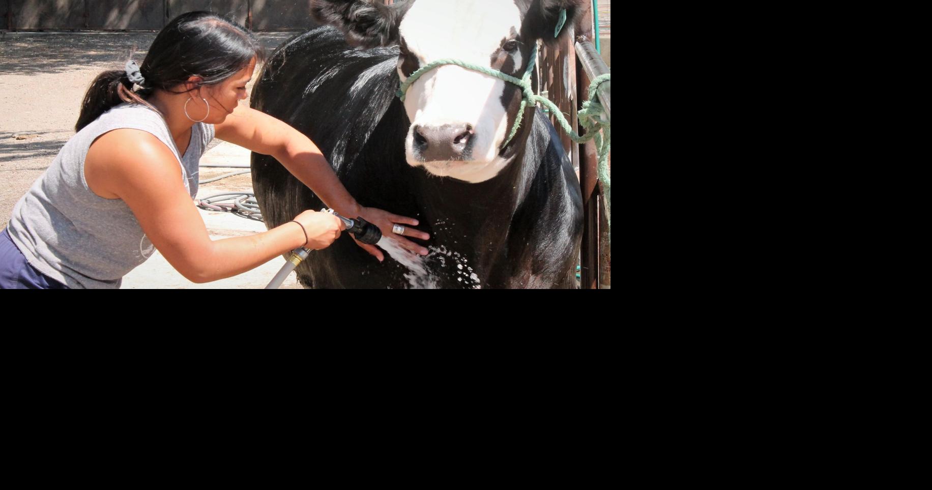 Cache County Fair is a good escape from looming pandemic | Local News ...