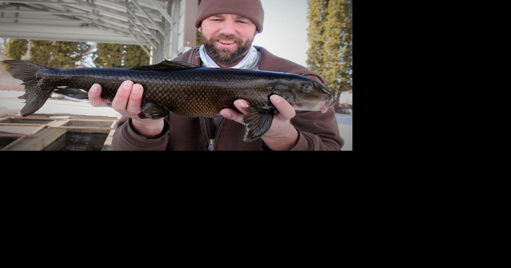 Logan Fishery a big part of the June sucker success in Utah Lake ...
