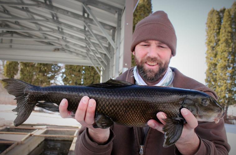 Logan Fishery a big part of the June sucker success in Utah Lake ...