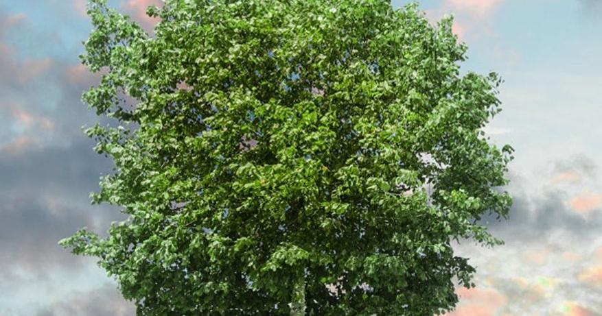 Shane Knute Roholt | Obituaries | cachevalleydaily.com