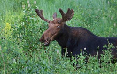 DWR warns of moose danger in local forests | Local News ...
