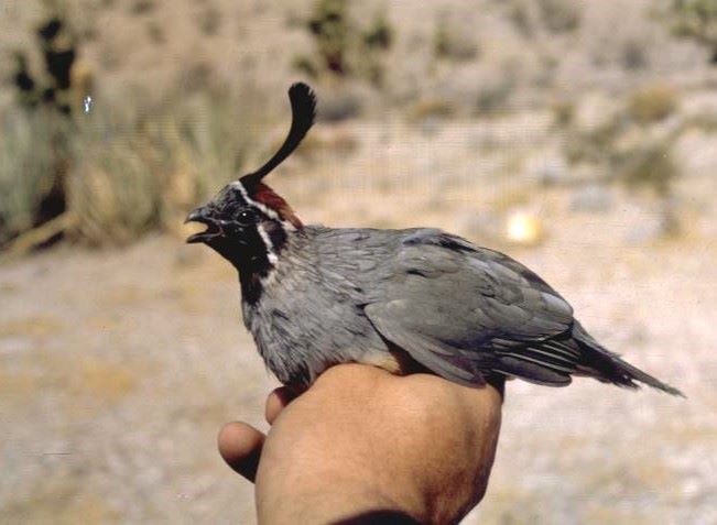 2023 pheasant and quail hunts about to begin throughout Northern Utah ...