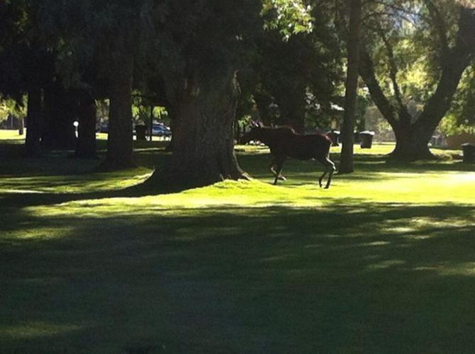 Stray moose caught in downtown Logan | Local News | cachevalleydaily.com