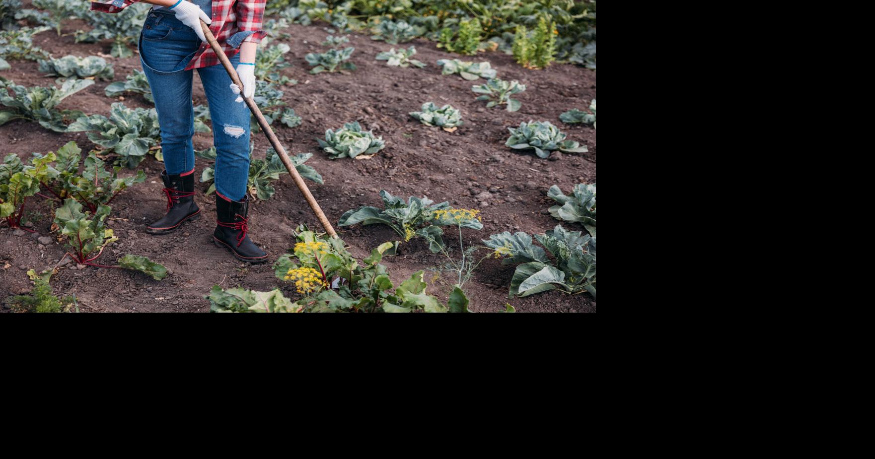 Ask an Expert – Three tips for preventing injury in the yard and garden ...