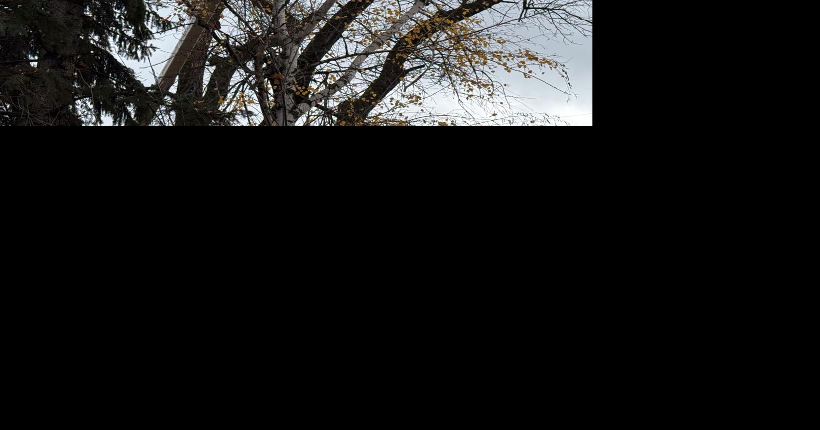 Trees on Canyon Road start to come down | News | cachevalleydaily.com