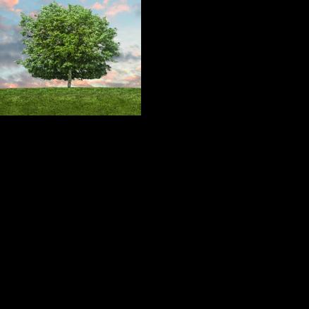 Sharon Cutler Norton | Obituaries | cachevalleydaily.com