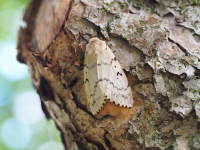 Explainer: What the town of Caledon is doing this year about LDD moths